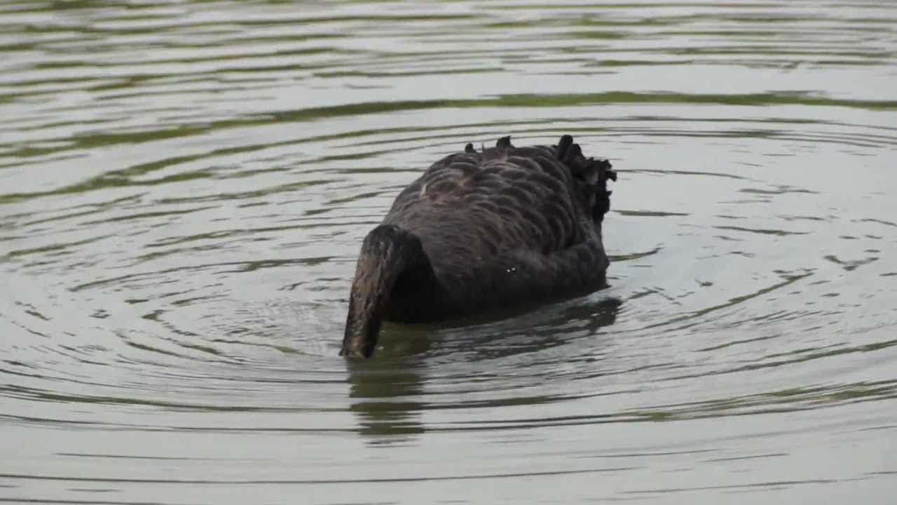 Goose with underwater head - YouTube