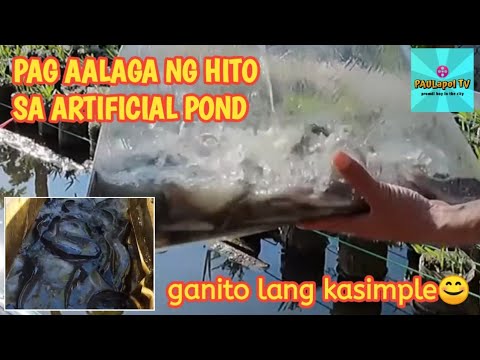 DIY backyard hito farming | paano mag alaga ng hito #hito # ...