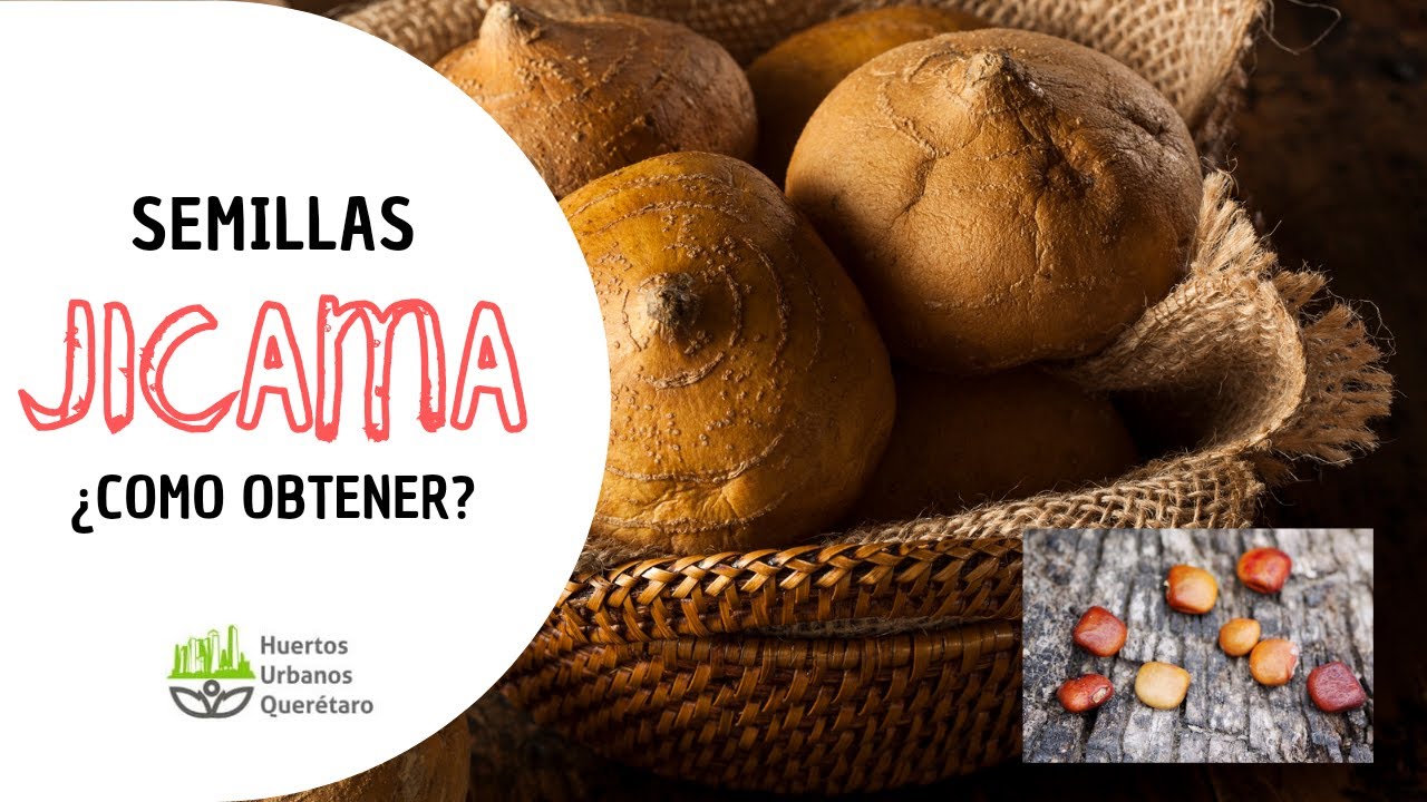 SEMILLAS de JICAMA 🌰 ¿cómo obtener? - YouTube