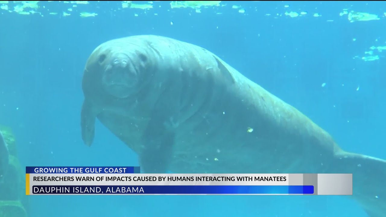 Growing the Gulf Coast: Manatee-human interaction - YouTube