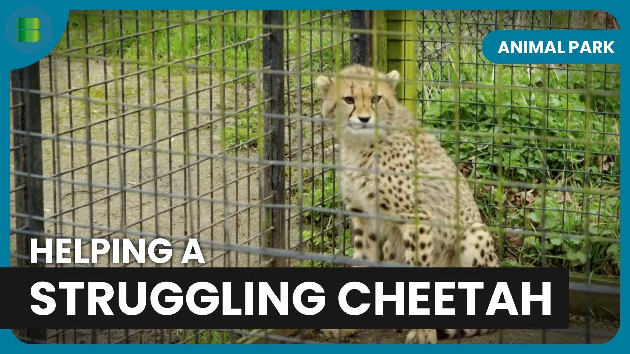 Can Zena the Cheetah Defy the Odds? - Animal Park - Documentary - YouTube