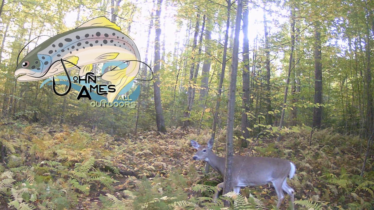 Trail camera footage DEER, Coyote, fox, and more - YouTube