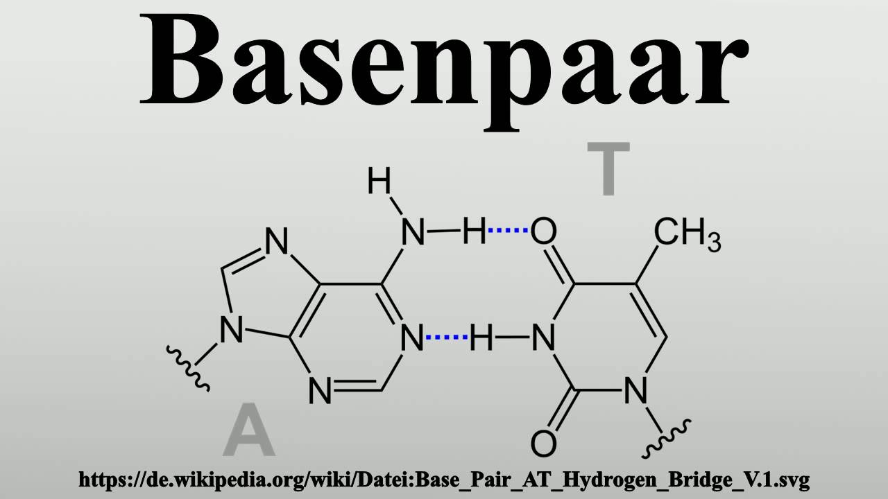 Basenpaar - YouTube