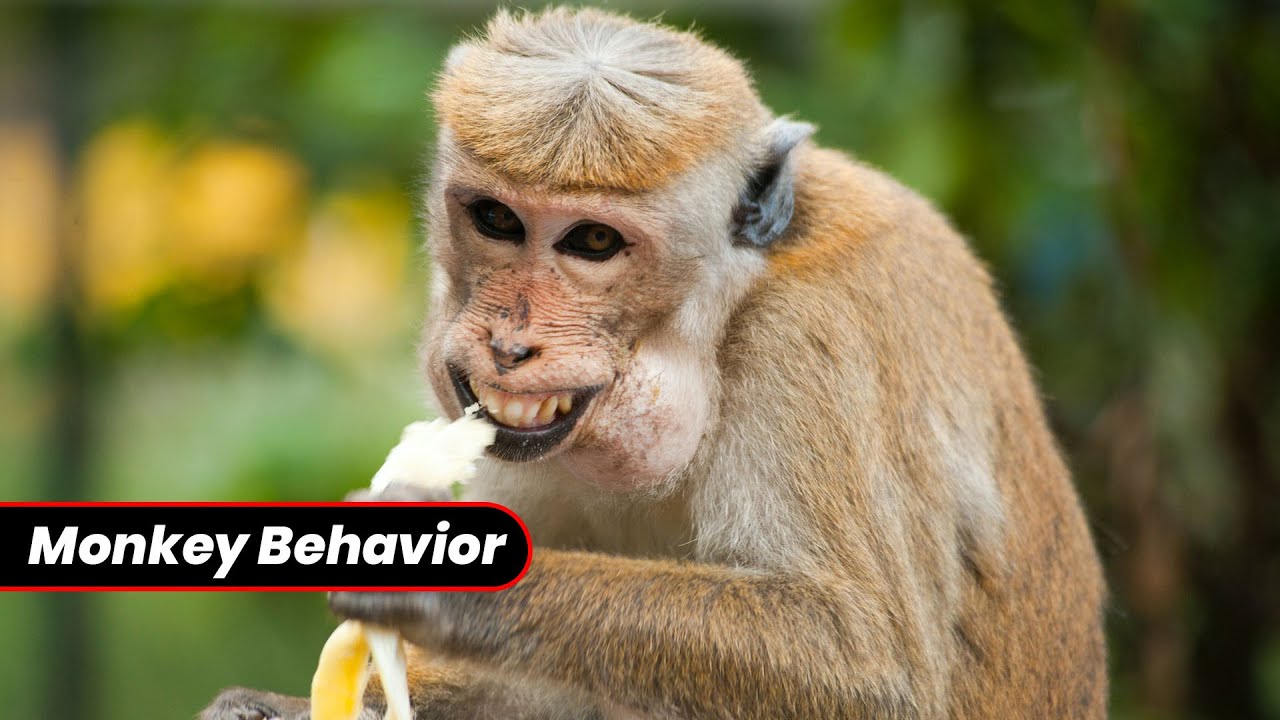 Monkeys in the Wild: Captivating Behavior and Natural Habits - YouTube