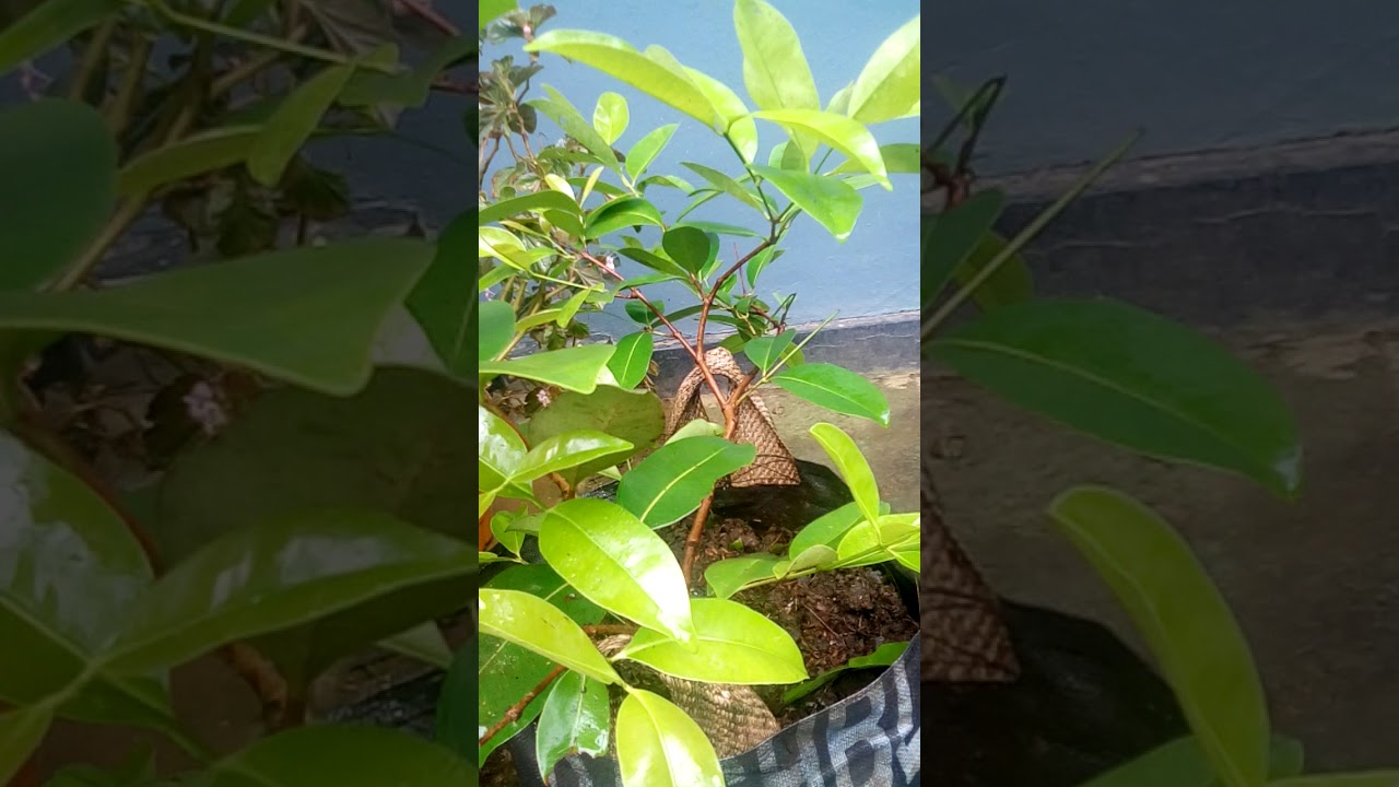 Pohon jambu air papua/jambu Bira - YouTube