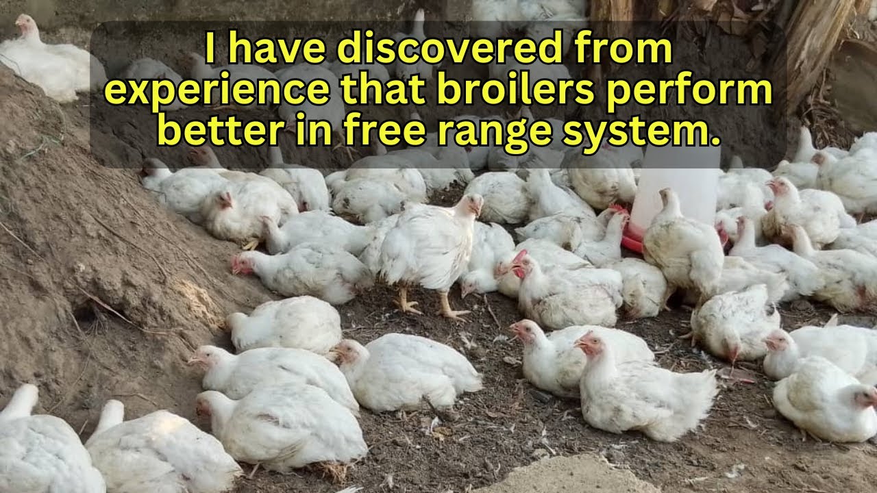 I have discovered from experience that broilers perform better in free ...