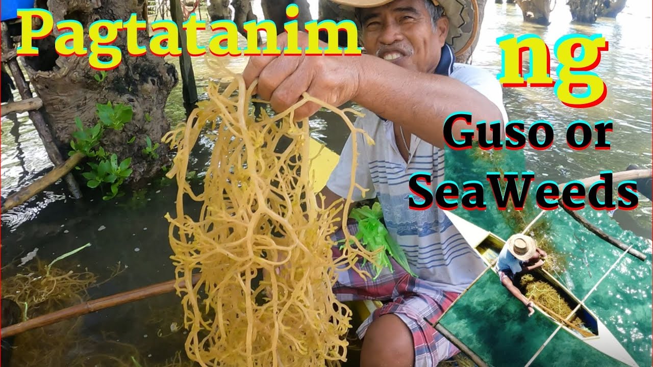 Day 1 Pagtatanim ng Guso Or Seaweeds Barangay Libjo Merida Leyte - YouTube