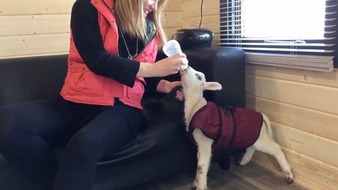 Lamb Rescued From Slaughterhouse - YouTube