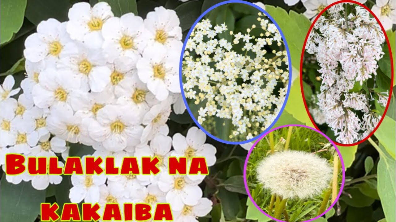 WILD FLOWERS| MAGAGANDANG BULAKLAK SA AMING PALIGID - YouTube