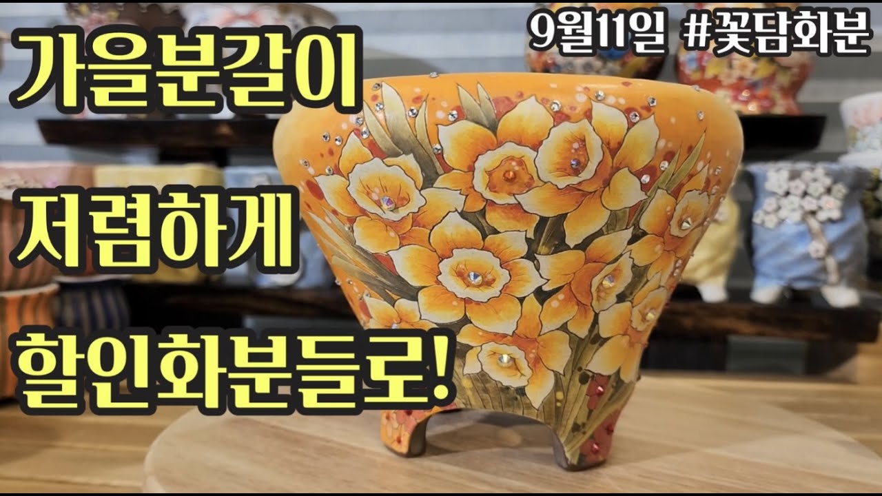 9월11일 가을분갈이 저렴하게 할인화분들로 꽃담다육스토리예쁜화분화분싸게파는곳다육식물多肉植物succulents다육이꽃담화분다육화분꽃담다육스토리화분