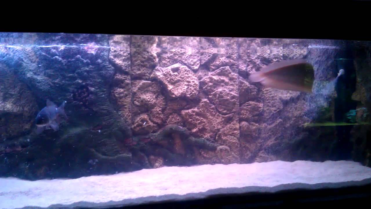 2ft arowana,carp and pleco in a 7x2x2 fish tank - YouTube