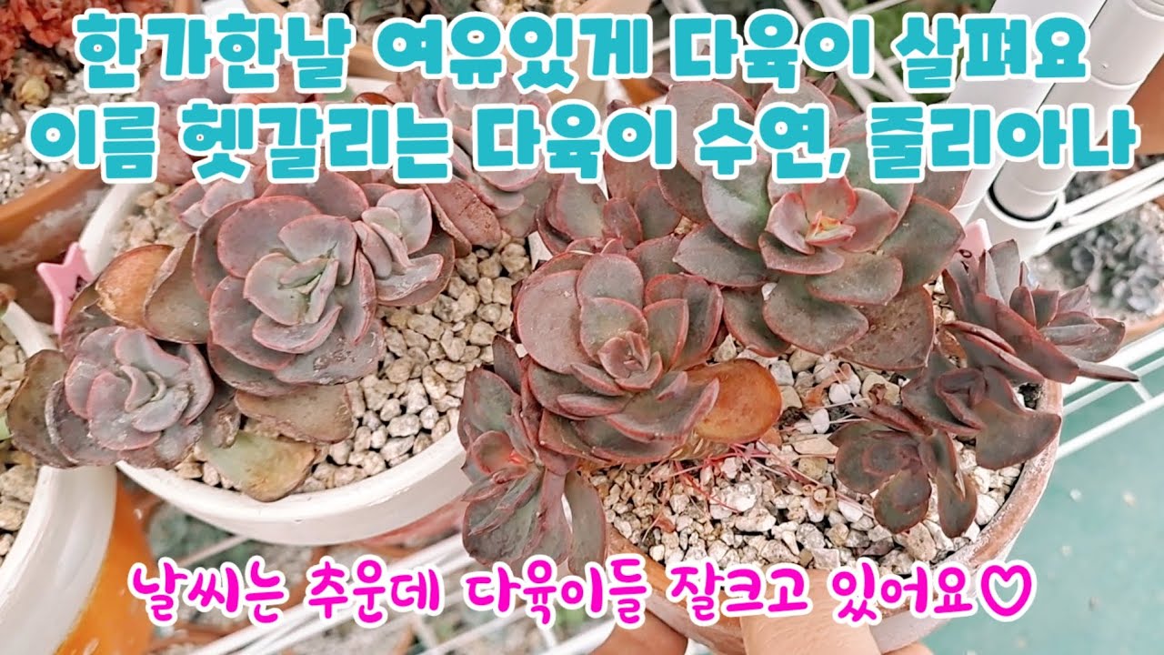 한가한날 여유있게 다육이들 살펴요 수연 줄리아나 이름 헷갈려요 날씨는 추운데 다육이들 잘크고있어요 다육이 다육이키우기