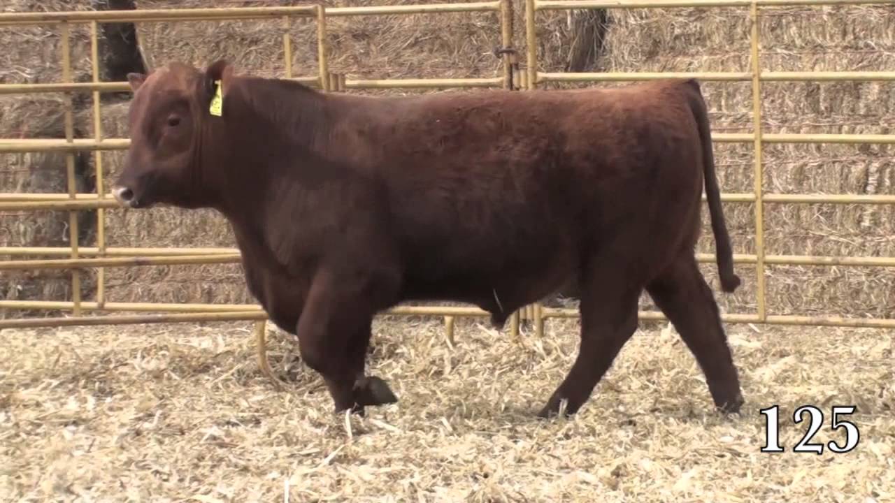 Beckton Red Angus 2014 Sale Lot 125 - YouTube
