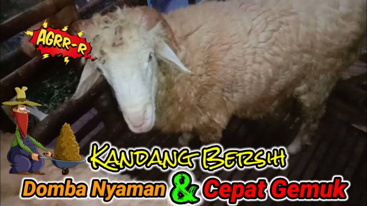 Membersihkan Kandang Domba | Beternak Domba | Peternakan Domba | Domba | Kandang | Breeding ...