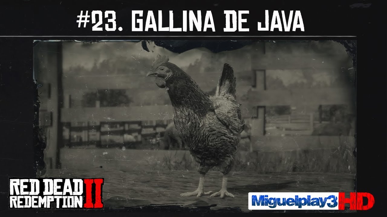 Localización Gallina de Java - #23. Compendio Animales - Red dead ...