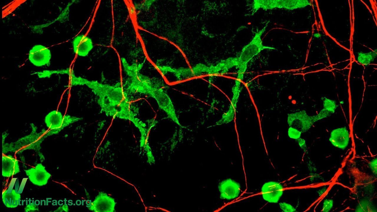 Lidské neurotransmitery v rostlinách - YouTube