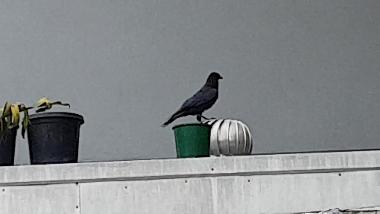 Young Raven having some fun - YouTube