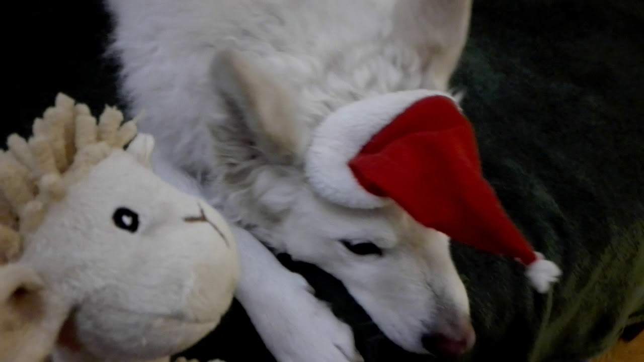 Doggo playing with Christmas toy - YouTube