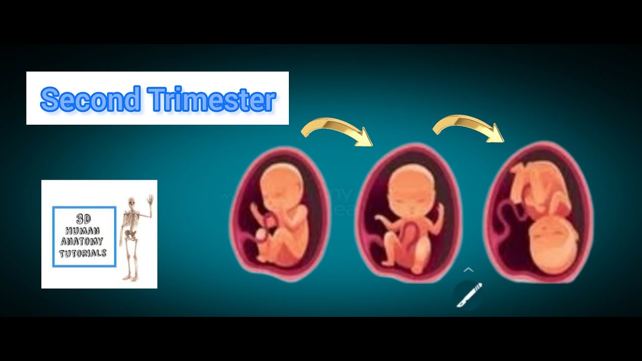 Second Trimester I Human Anatomy Tutorial - YouTube