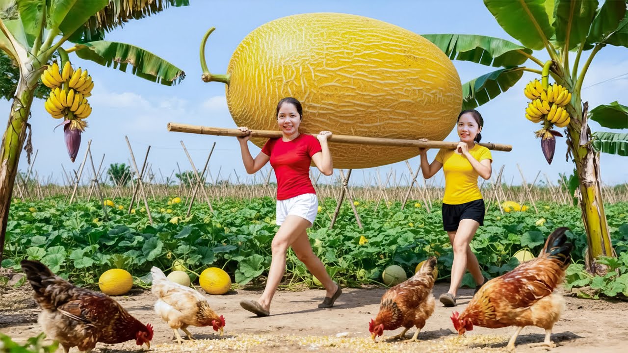 Harvesting 5000+Kg GIANT Melon & Loofah Fruit To Sell At The Market ...