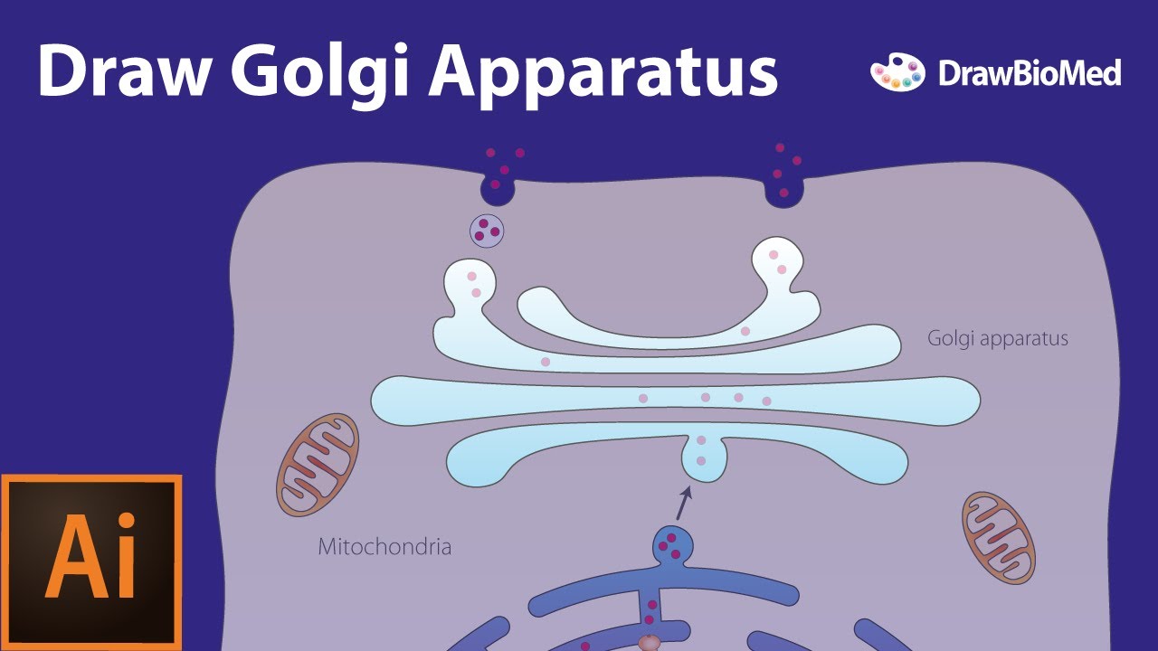 Draw Golgi Apparatus | Graphical Abstract | Scientific Illustration ...