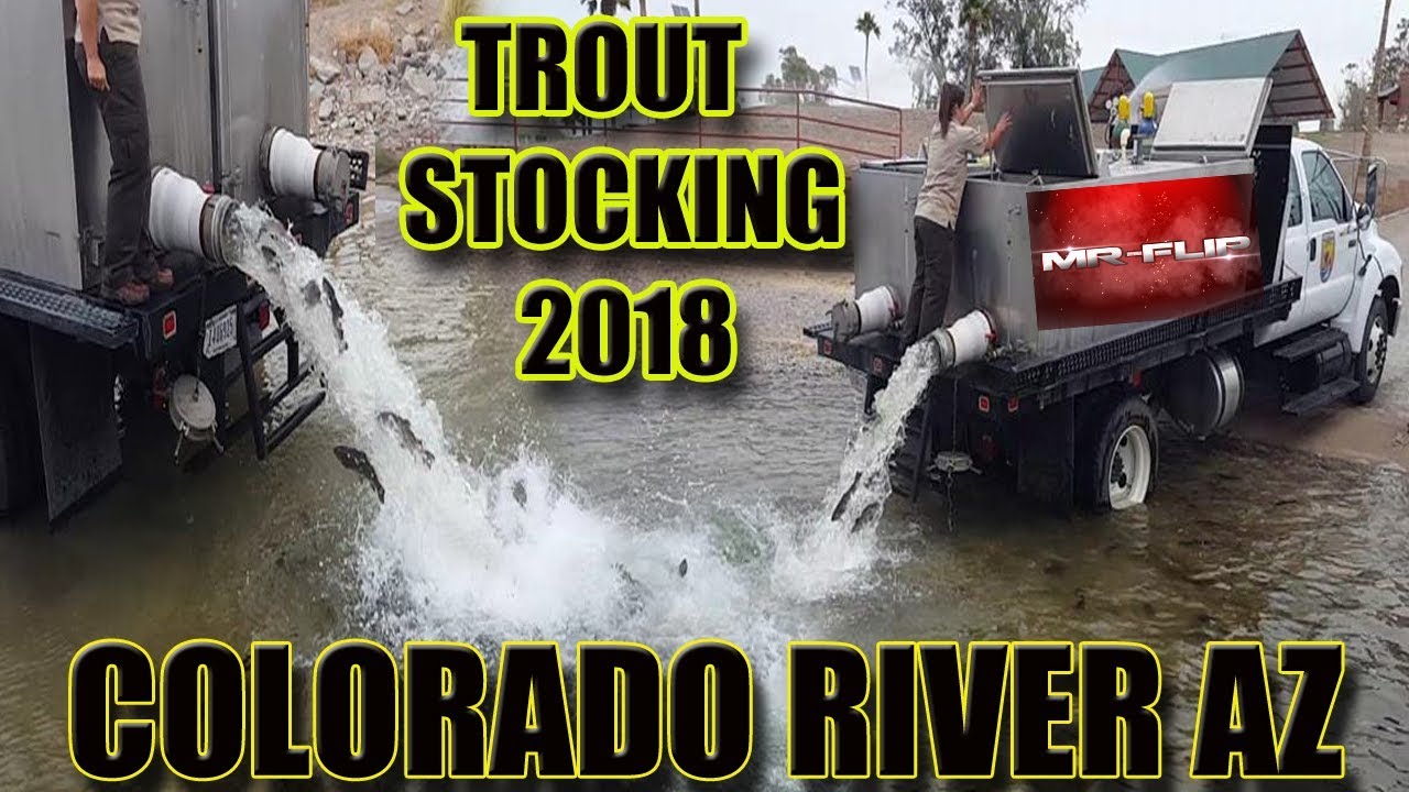 Trout Stocking Colorado River AZ (2K Trout Stocked) - YouTube