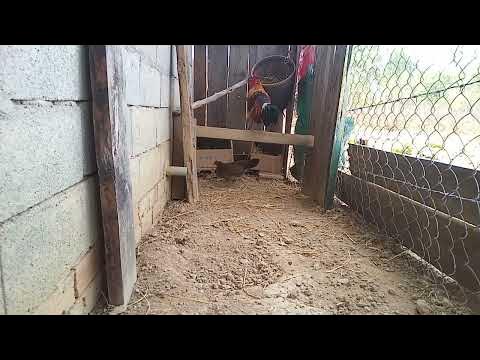 kuv cais qaib qus ua me nyuam nawb - YouTube