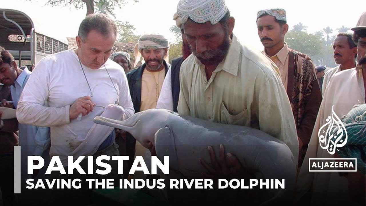 Can Pakistan’s Indus River dolphins be saved? - YouTube