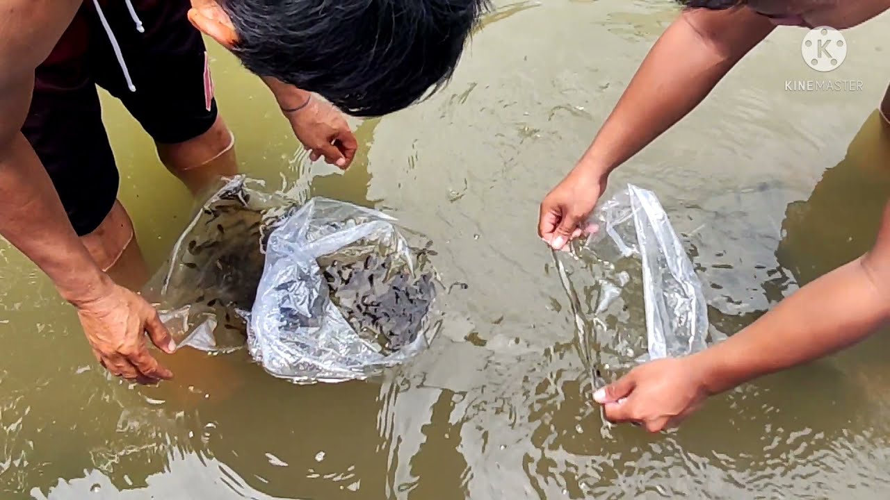 Hito/Catfish backyard farming /ngsimula kmi ng 1000 fingerlings👍pano ...