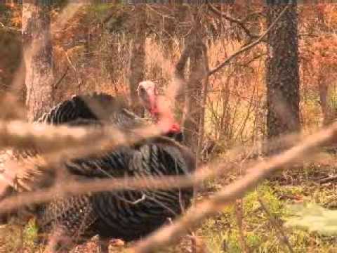 Miranda Lambert takes her first Wild Turkey - YouTube