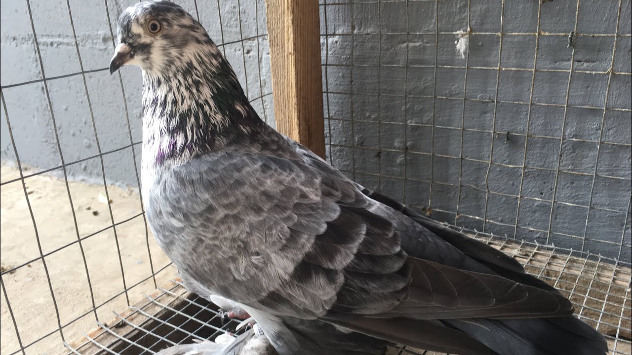 Семья голубей \ A family of pigeons 🕊😻#голуби #pigeon #porumbei - YouTube