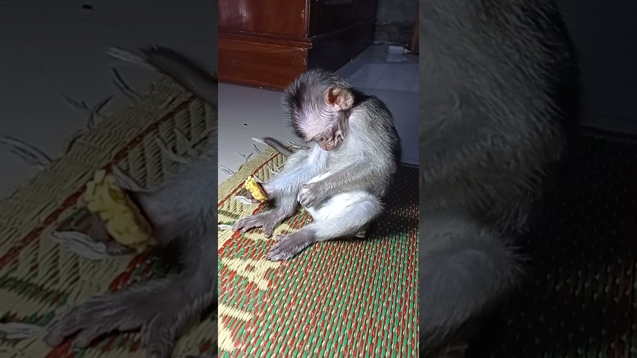 Baby monkey on village, Wake up in the Midle Night - YouTube