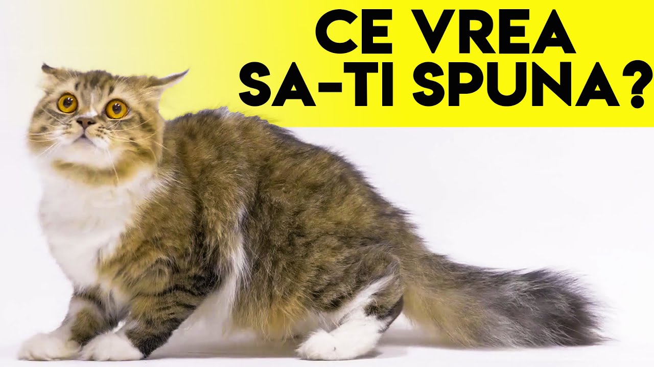 Limbajul Trupului La Pisici - Afla Ce Vrea Pisica Ta Sa Iti Spuna - YouTube