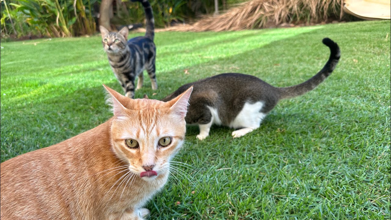 Who Will Save the Cats STILL Trapped in the Lahaina Fire Burn Zone ...