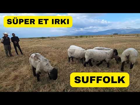 Eski Balıkçıdan Çiftlik Sahibine: Hacı Hasan'ın Başarı Hikayesi!