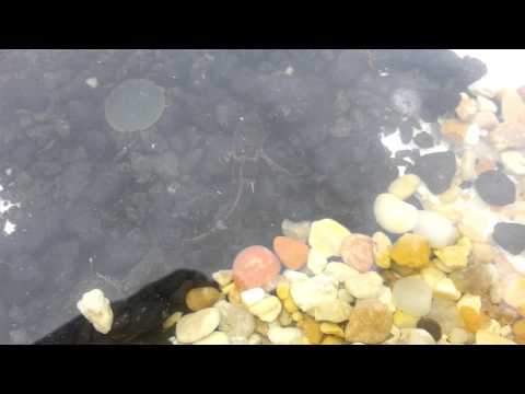 19 Crazy Sea Creatures Who Morph Into Their Surroundings