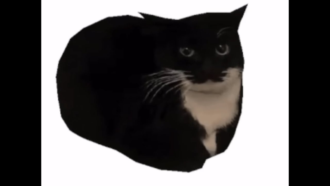 Maxwell the horizontally spinning cat posted at midnight because why ...