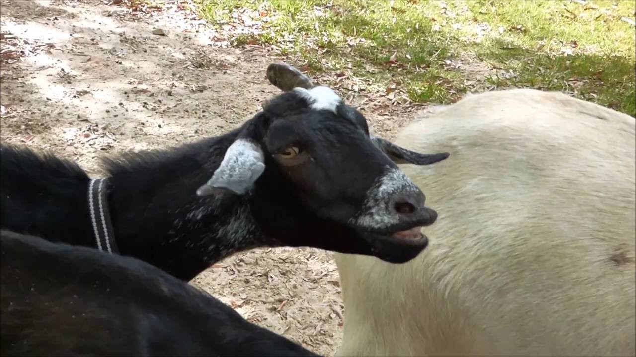 Goat Behavior: Doe Bonding - YouTube