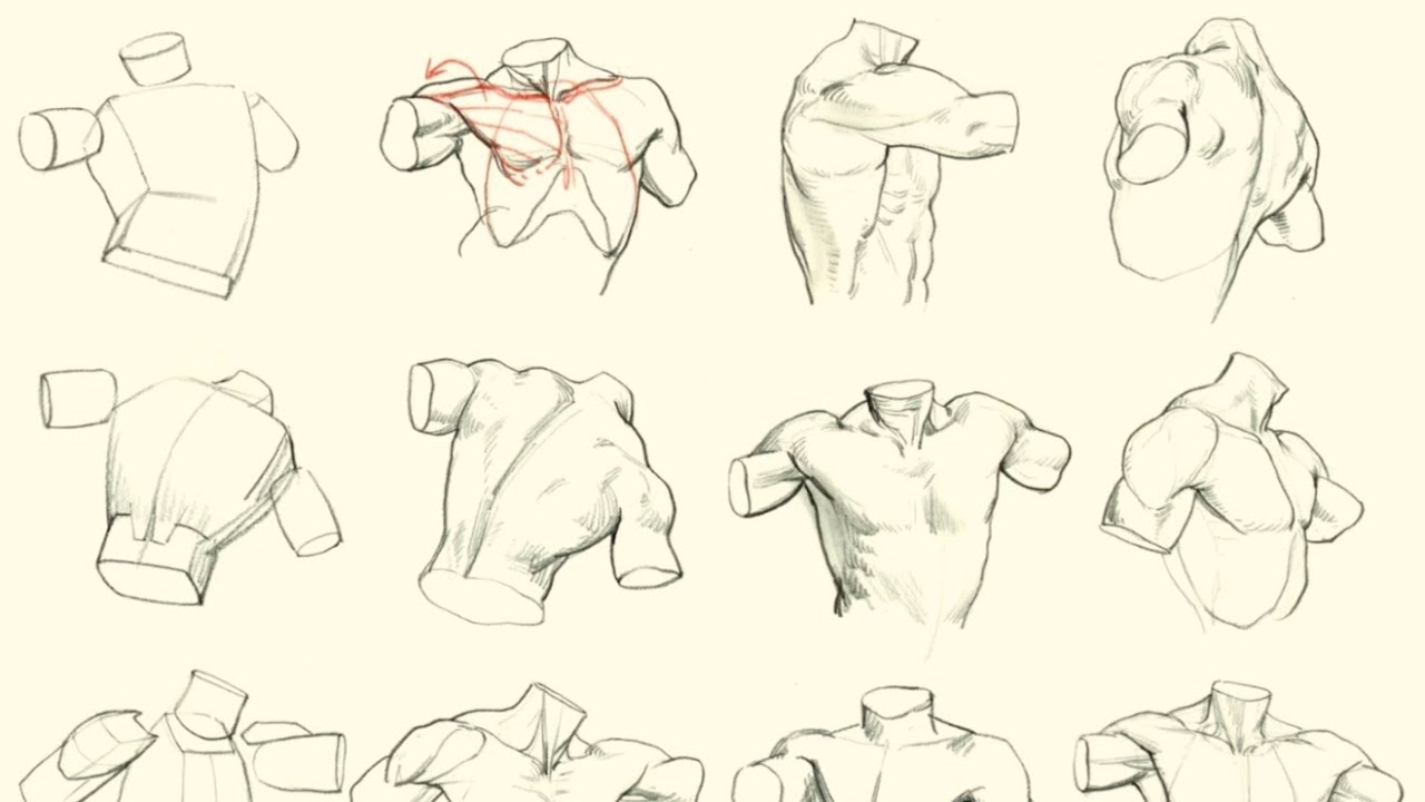 Learn how to draw the chest and say goodbye to the trouble of "not ...
