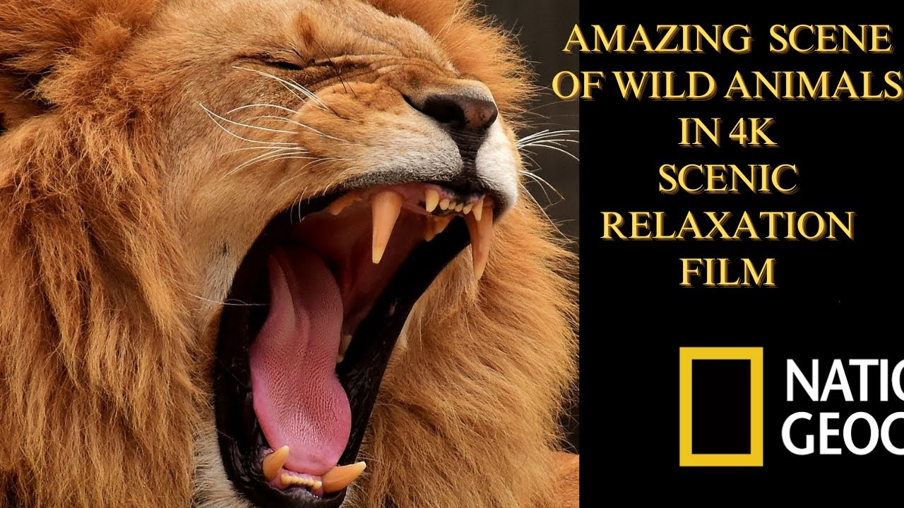 Amazing Scene of WILD Animals in 4k - - YouTube