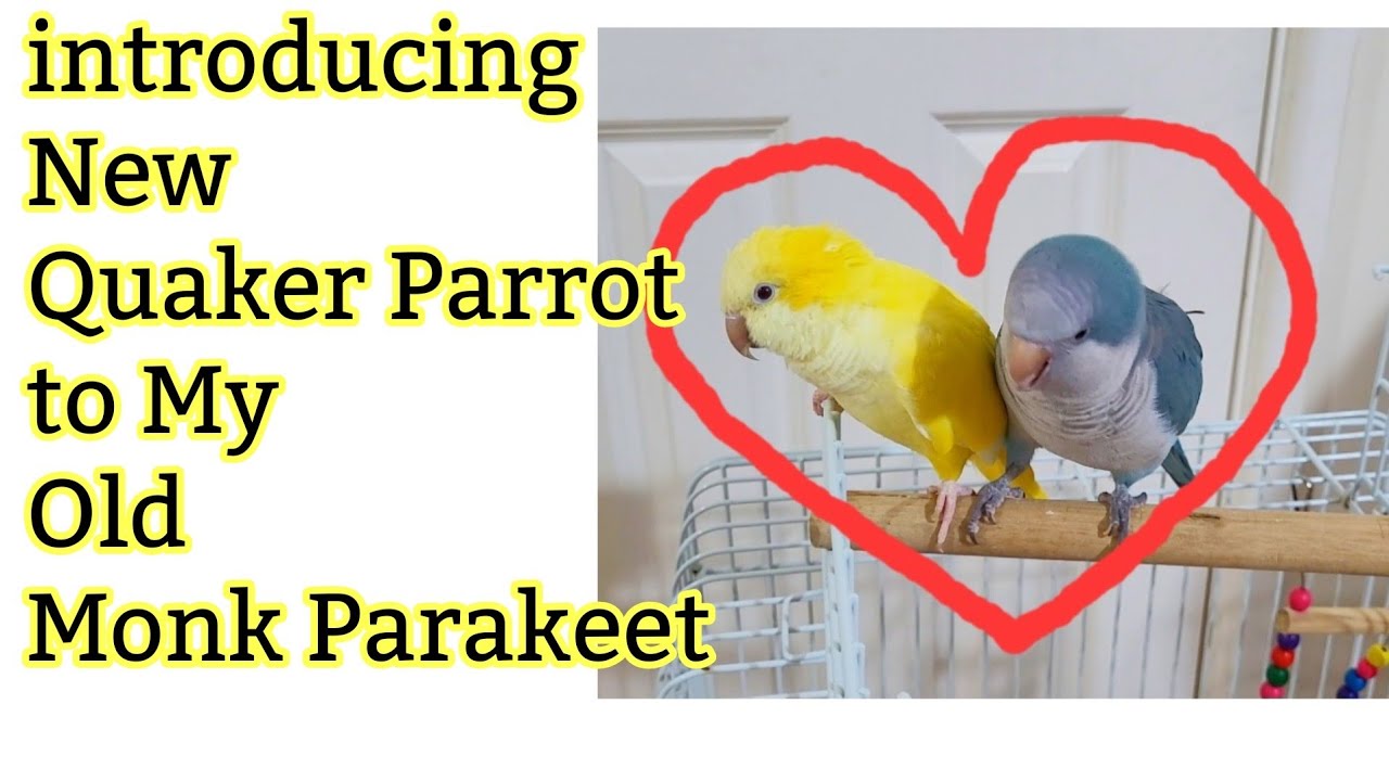 Quaker Parrot Reaction to New Monk Parakeet - YouTube
