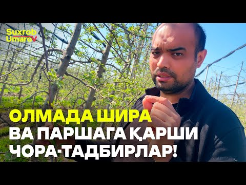 Шира ва парша касалликларига қарши Аграном маслаҳати!