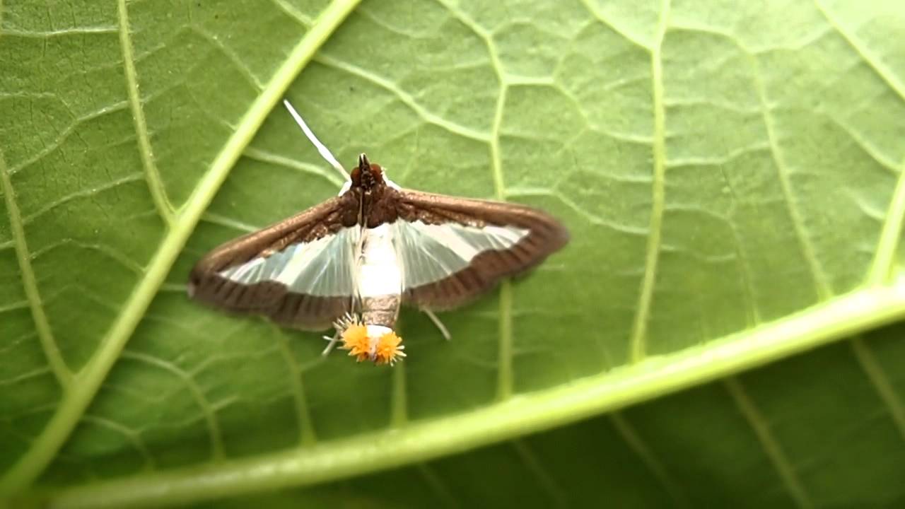 Cucumber Moth (Diaphania indica) dispersing pheromones? Laguna ...
