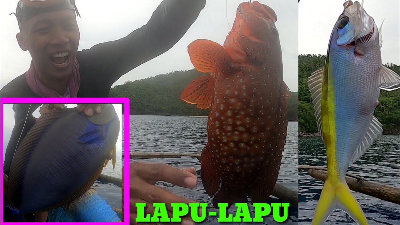 Catching Lapu-lapu , at dalagang bukid, using handline fishing. - YouTube