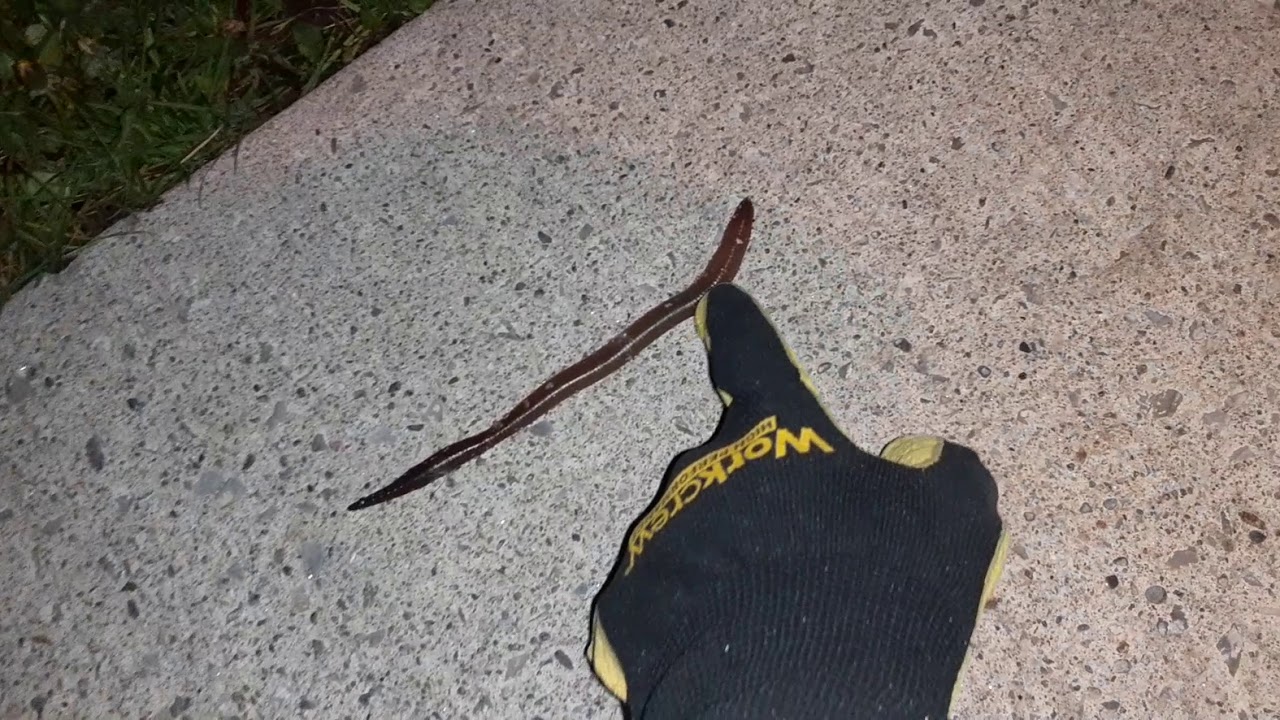 Big ass worm in regent park - YouTube