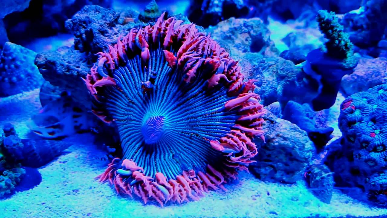 mixed reef Nate's 40GAL BREEDER Salt water (marine aquarium) - YouTube