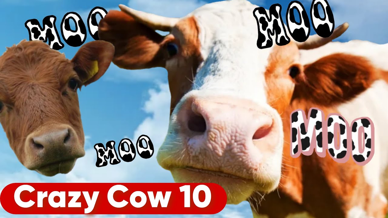 FUNNY COW DANCE #10 │ Cow Song & Cow Videos New Version (Official Video ...