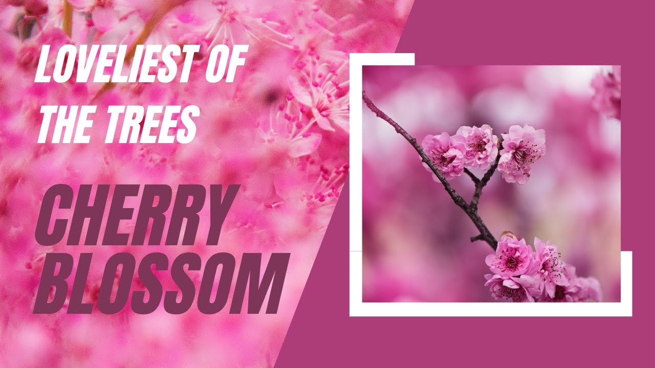 Loveliest of Trees | Cherry Blossom | A. E. Housman | English Poetry ...