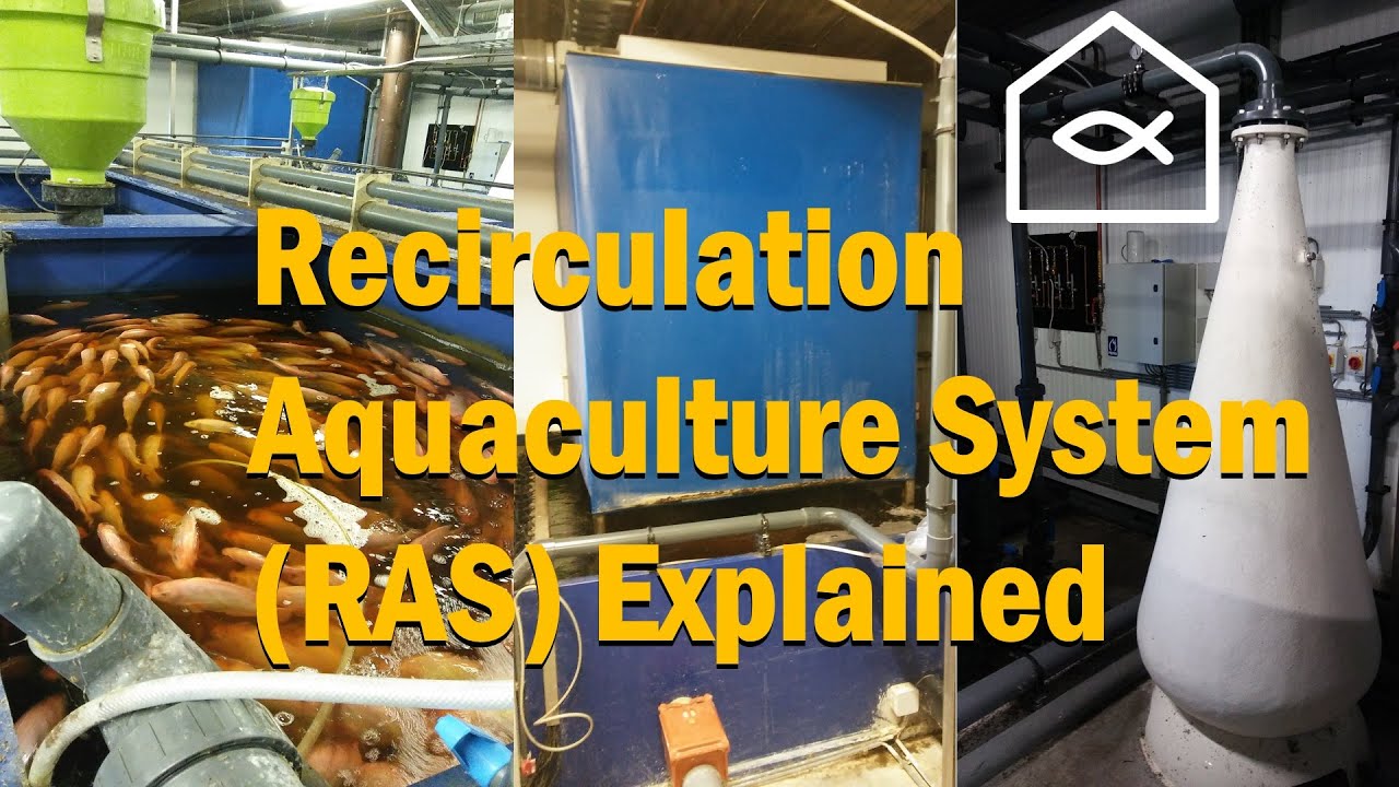 Recirculating aquaculture (RAS) explained! - YouTube