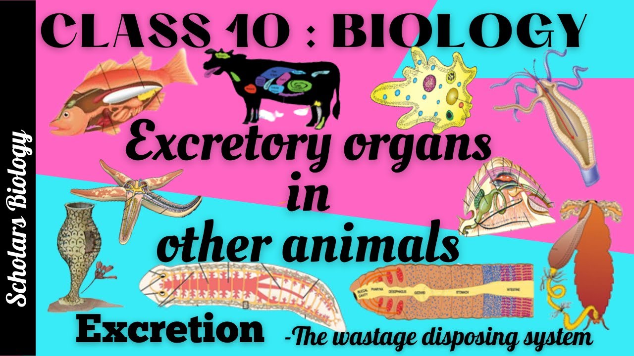 Class 10 Biology-Excretion-Excretory Organs In Other Animals - YouTube